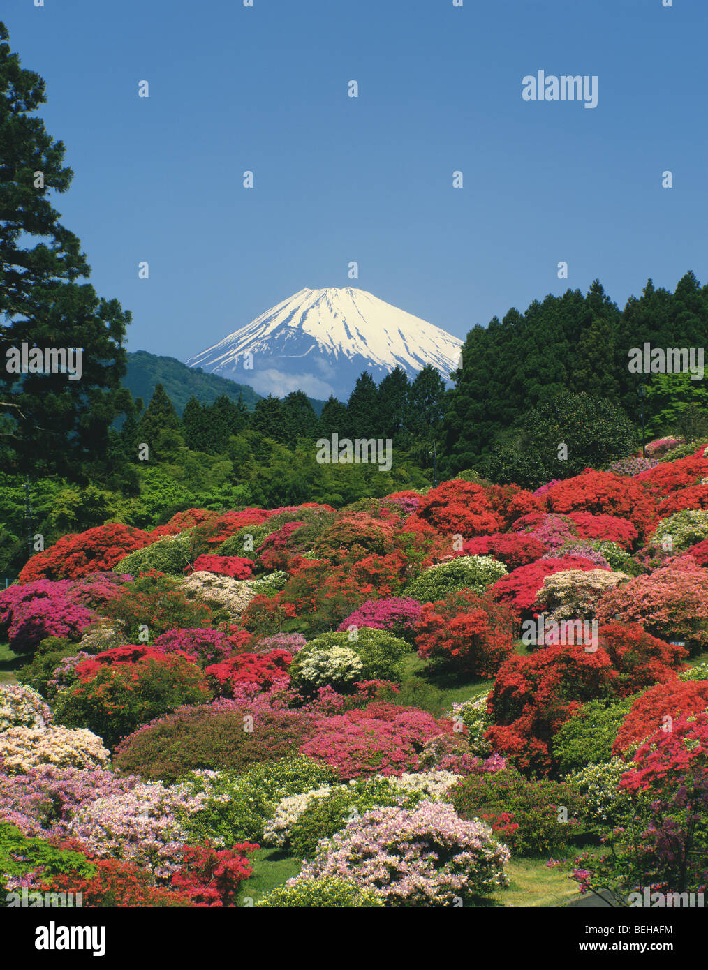 Azalea landscape bushes japan hi-res stock photography and images - Alamy