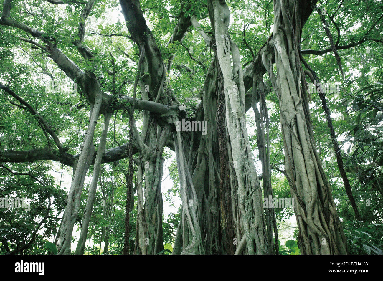 Low view banyan hi-res stock photography and images - Alamy