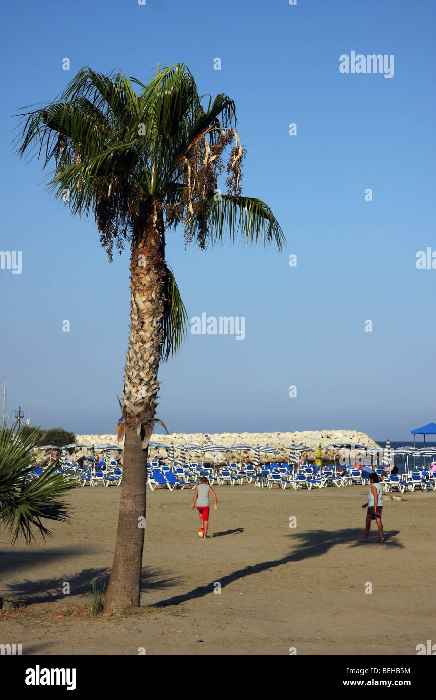 Palm tree at the beach in Larnaca, Cyprus Stock Photo - Alamy