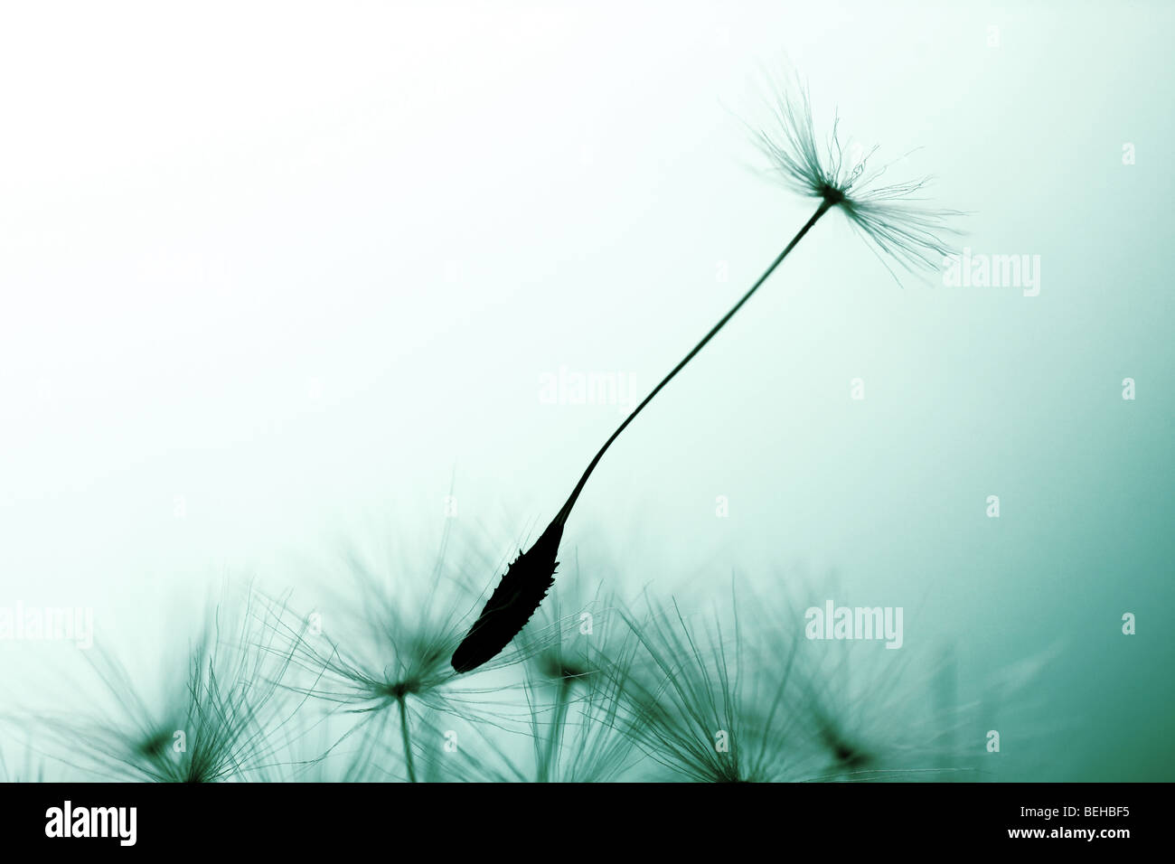 Seed dispersal dandelion hi-res stock photography and images - Alamy