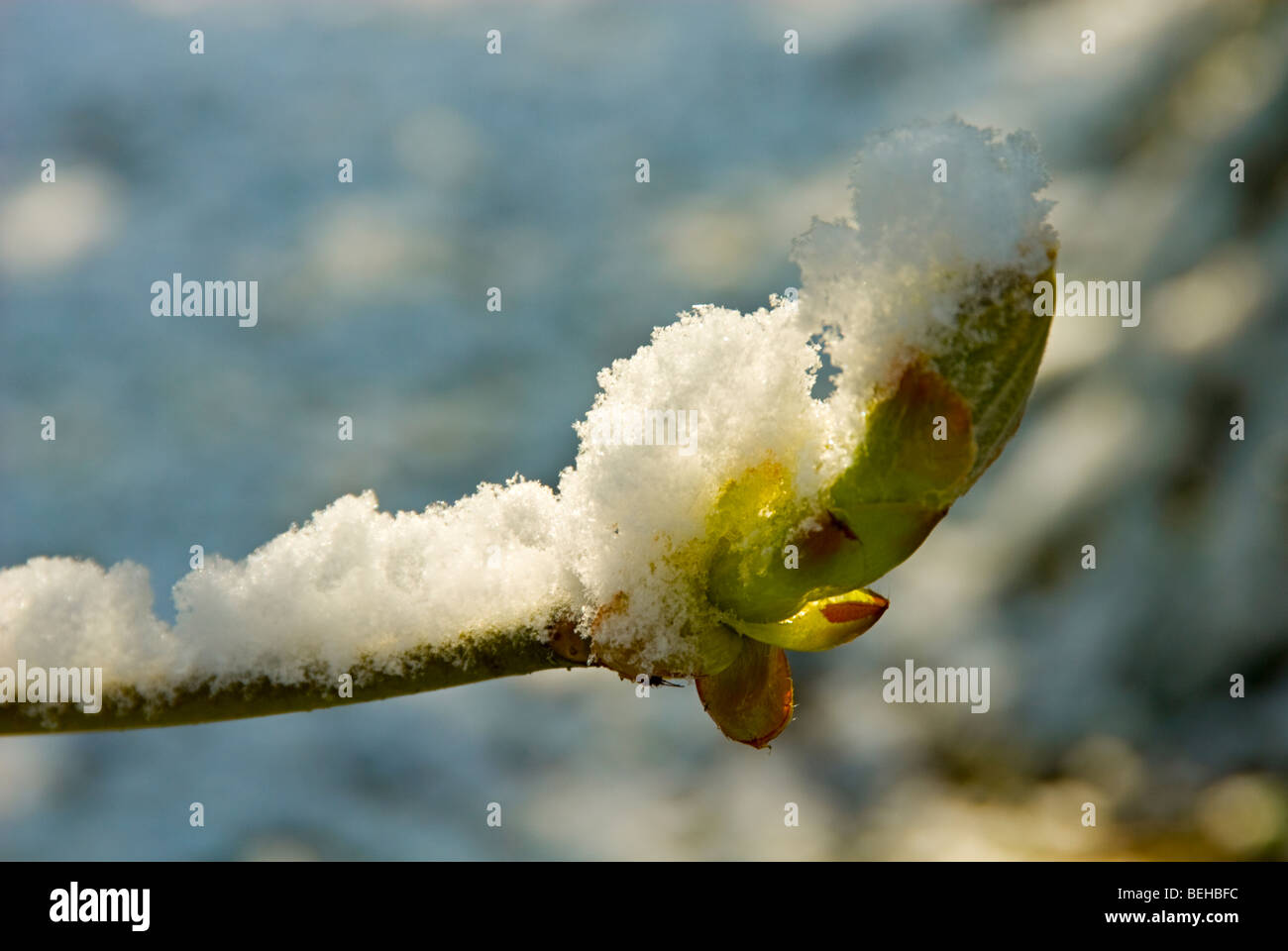 Snow on a new tree bud in the garden Stock Photo - Alamy