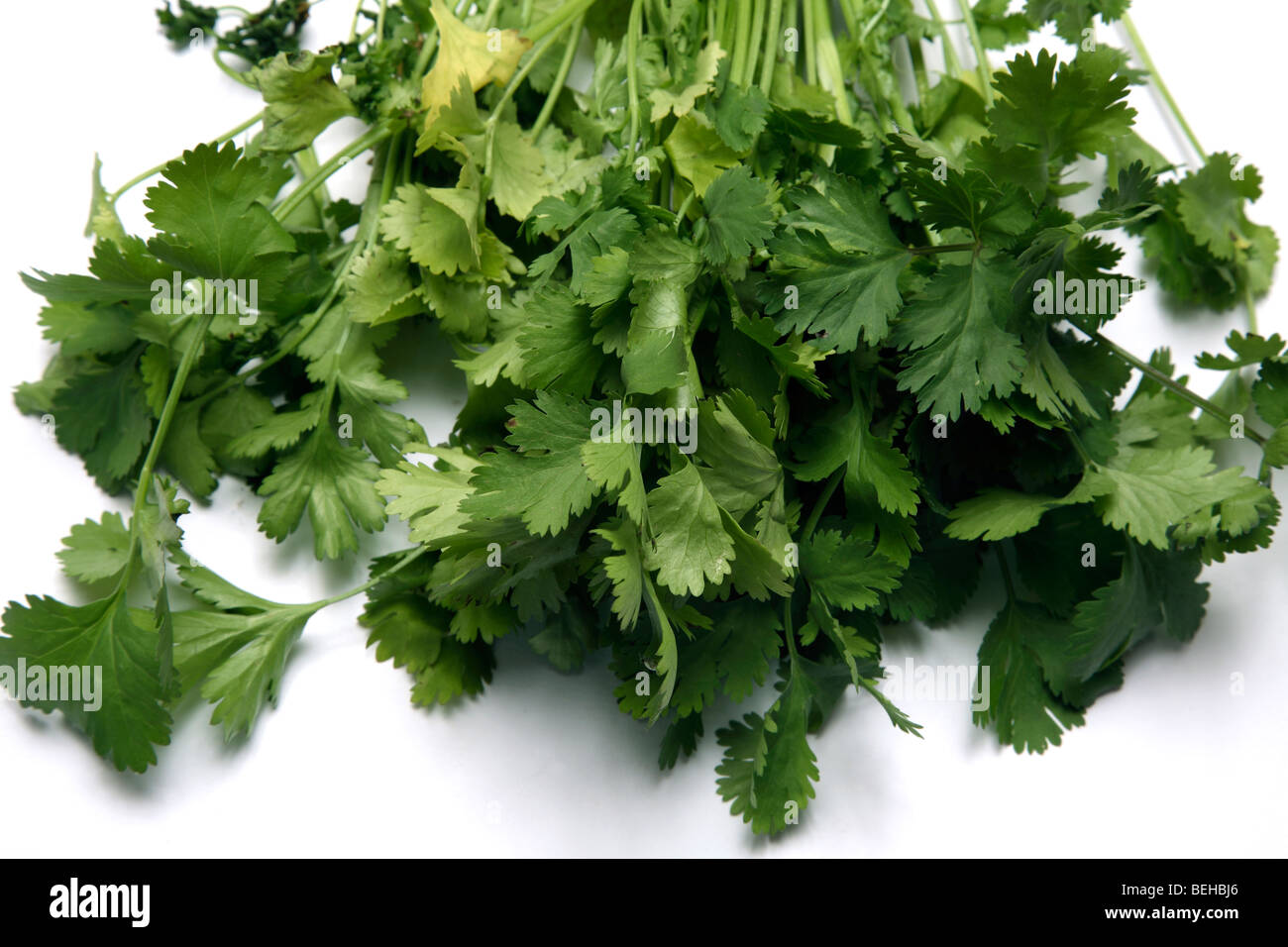 Coriander leaves on a white background Stock Photo - Alamy