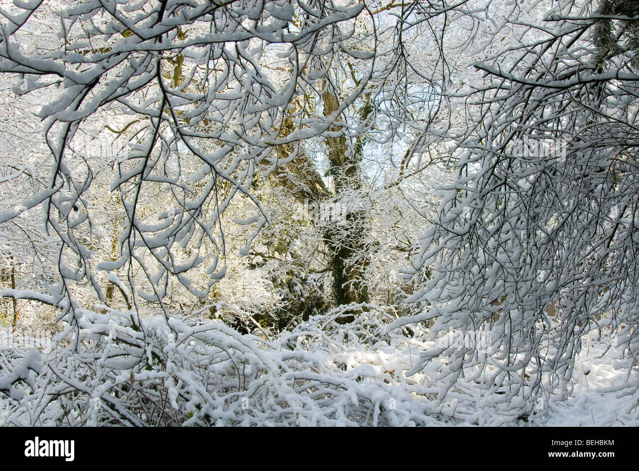 Snow covering trees plants hi-res stock photography and images - Alamy