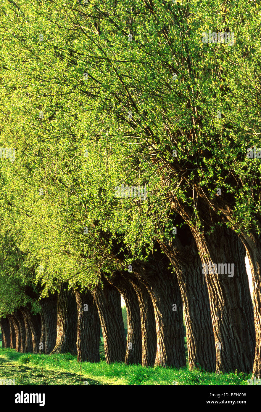 Pollard willow trees row hi-res stock photography and images - Alamy