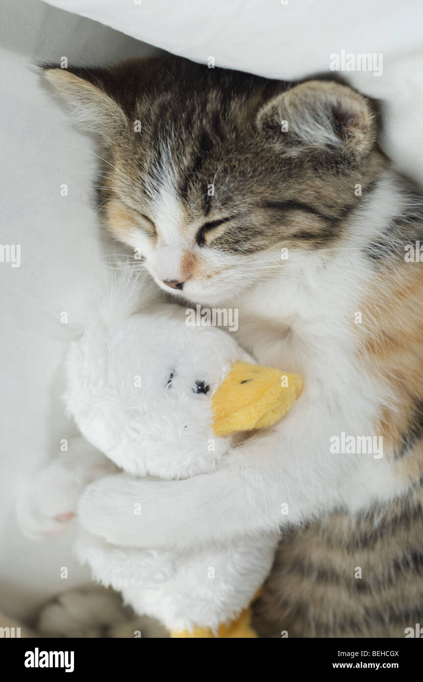 Cat duck hi-res stock photography and images - Alamy