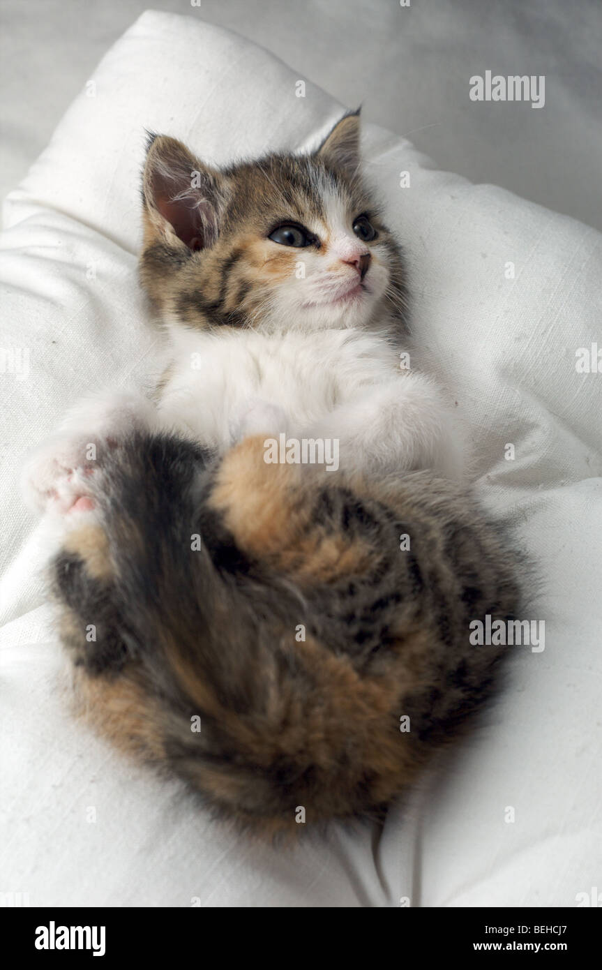 Kitten lying on its back Stock Photo - Alamy