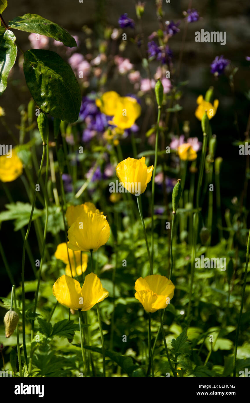 Yellow poppies uk hi-res stock photography and images - Alamy