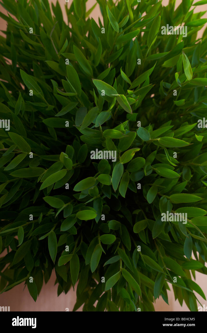 Bamboo Plant in White Pot on Table Stock Photo - Alamy