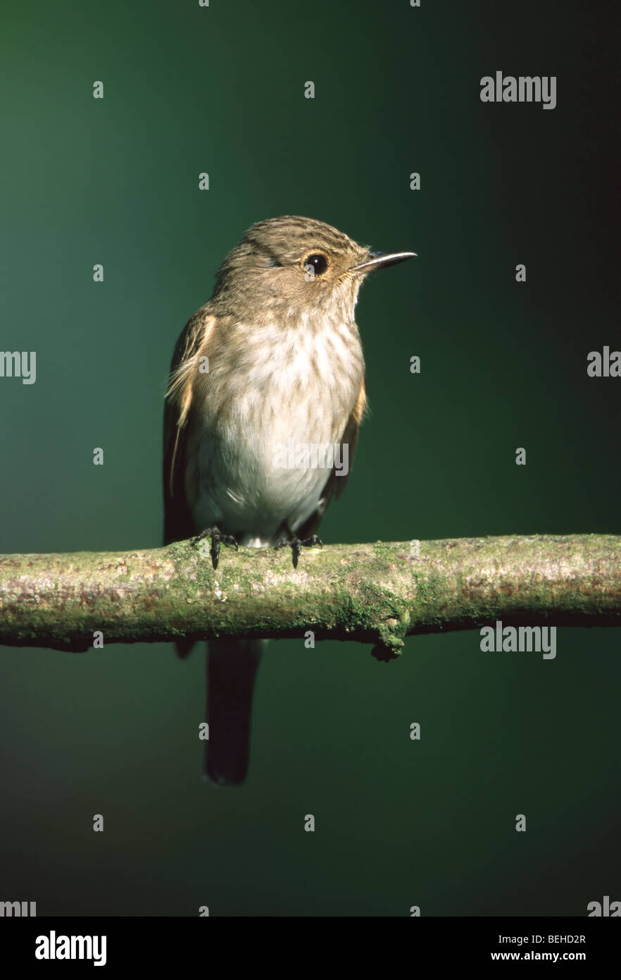 Spotted spotted flycatcher hi-res stock photography and images - Alamy