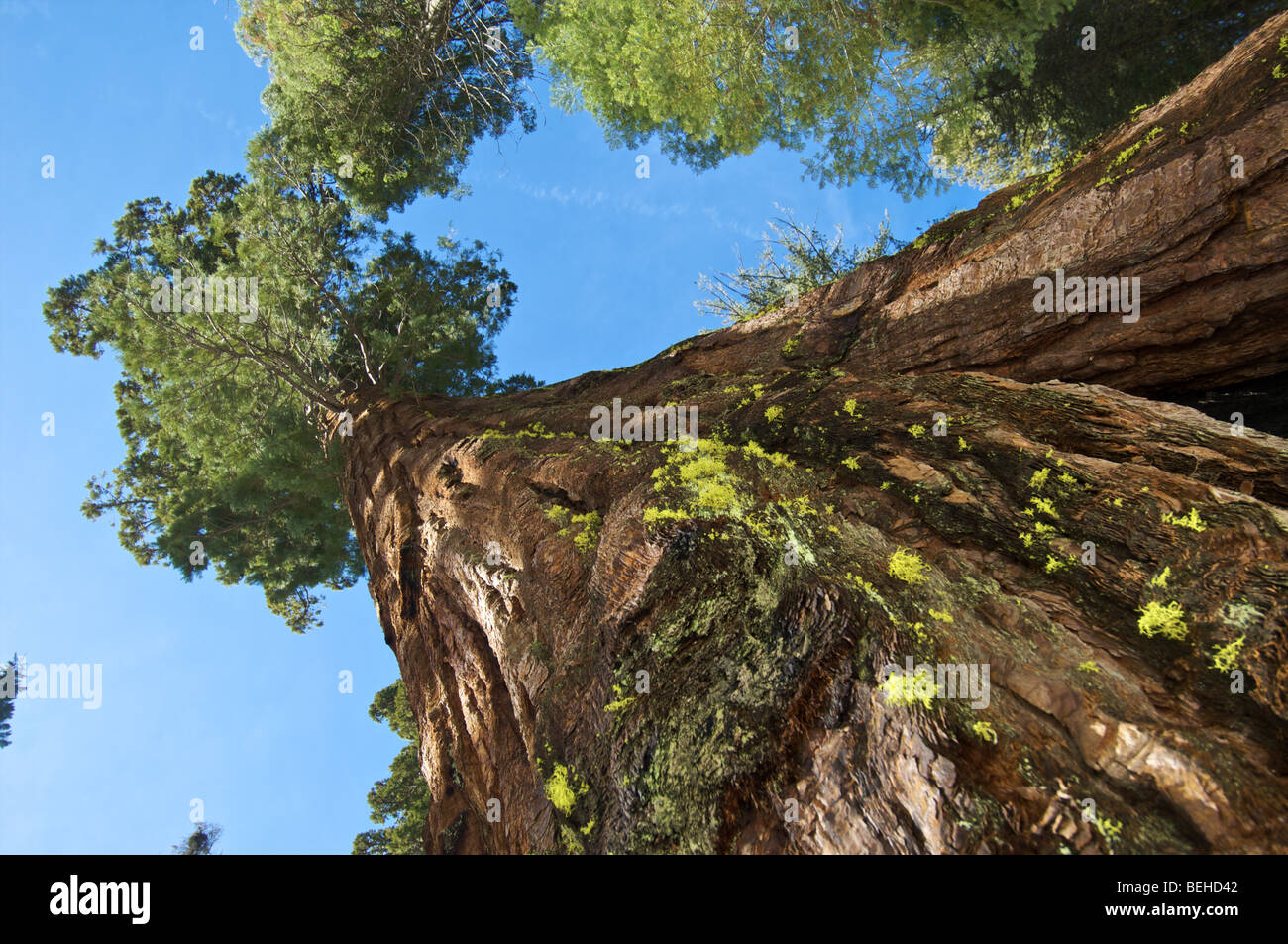 Giant Sequoia Tree Stock Photo - Alamy