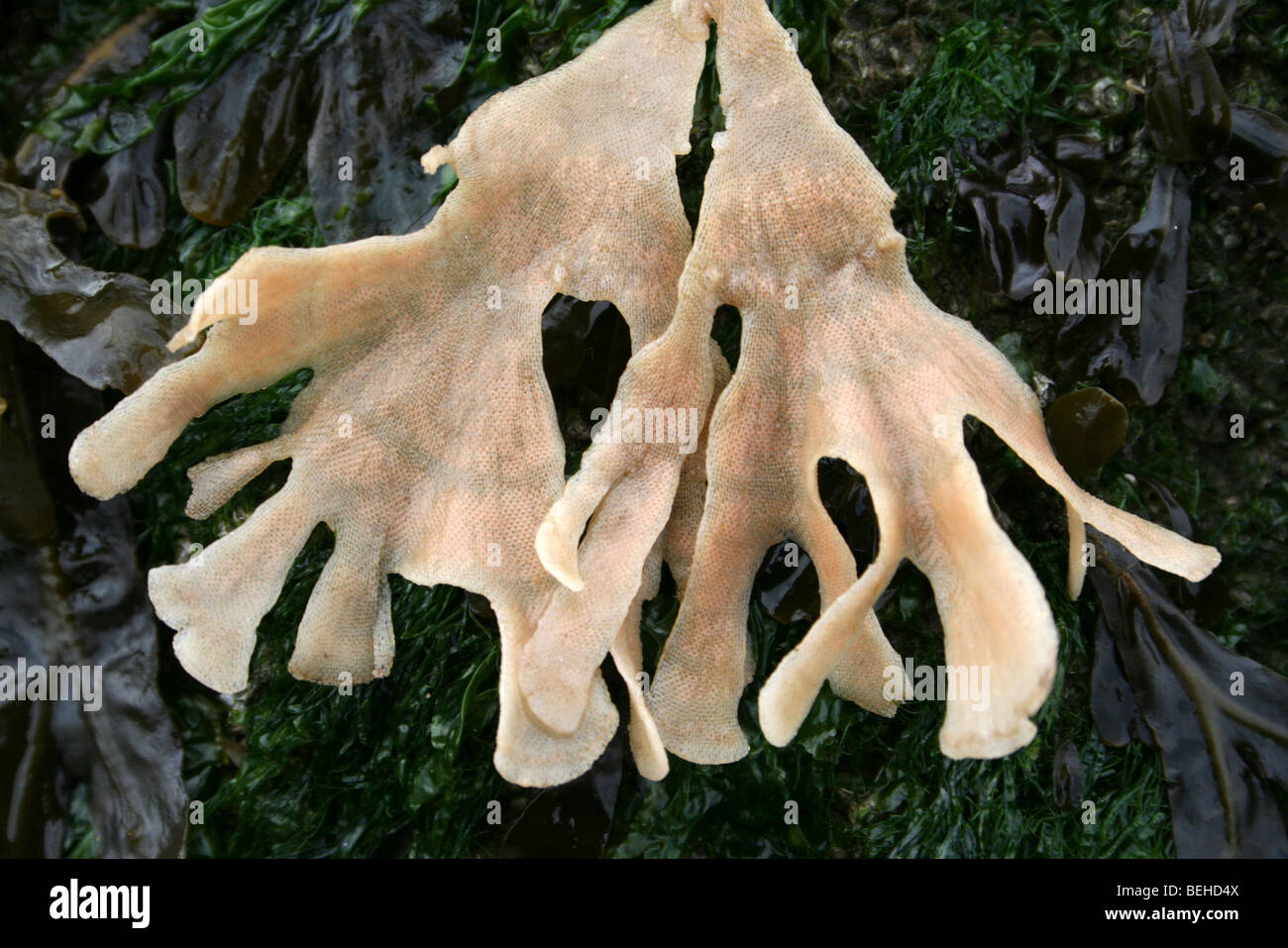 Hornwrack Flustra foliacea, A Bryozoan or Sea Mat At New Brighton ...