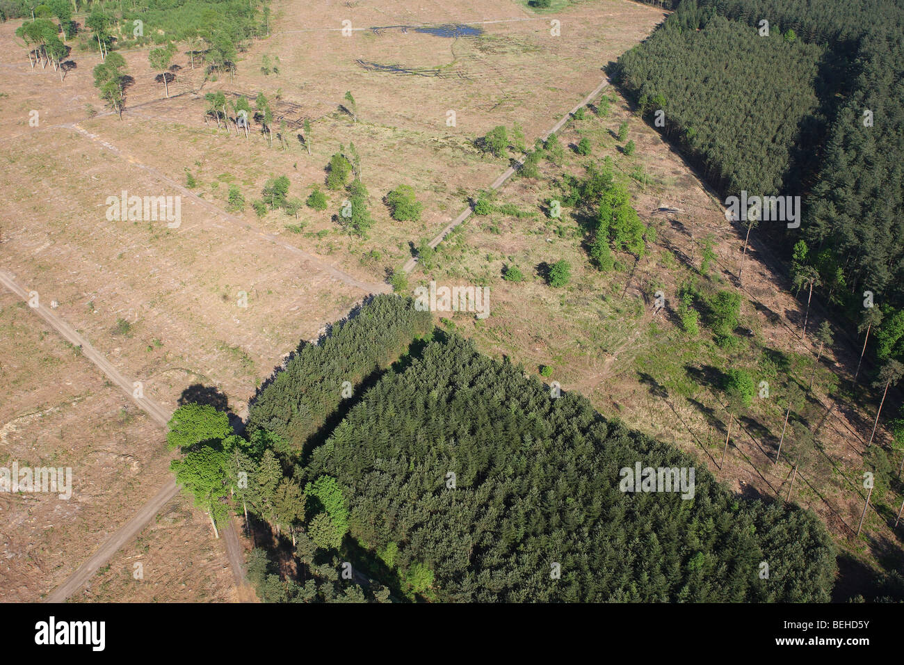 Deforestation of pine forest, forest transformation and development of ...