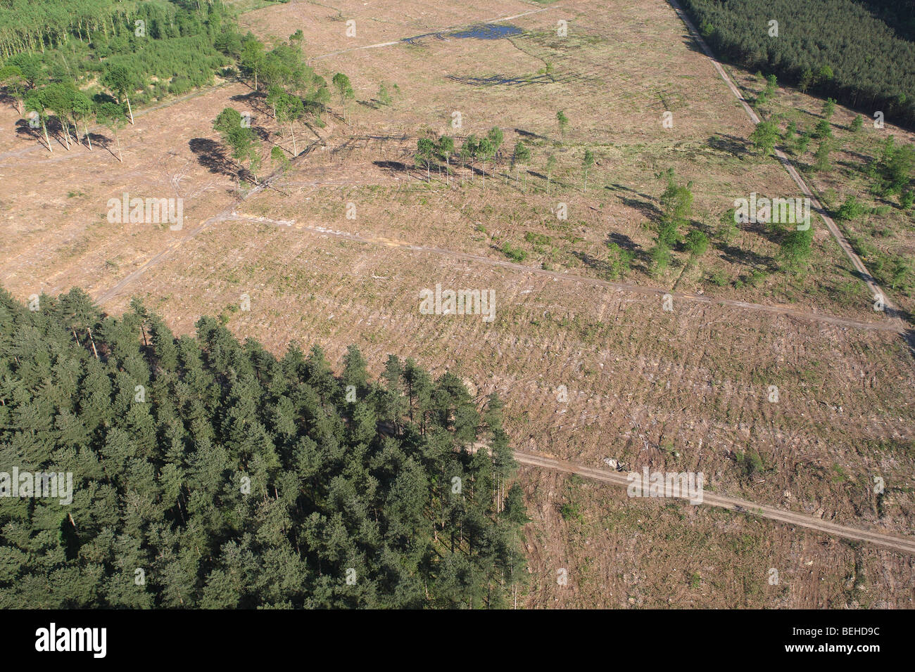 Deforestation of pine forest, forest transformation and development of ...