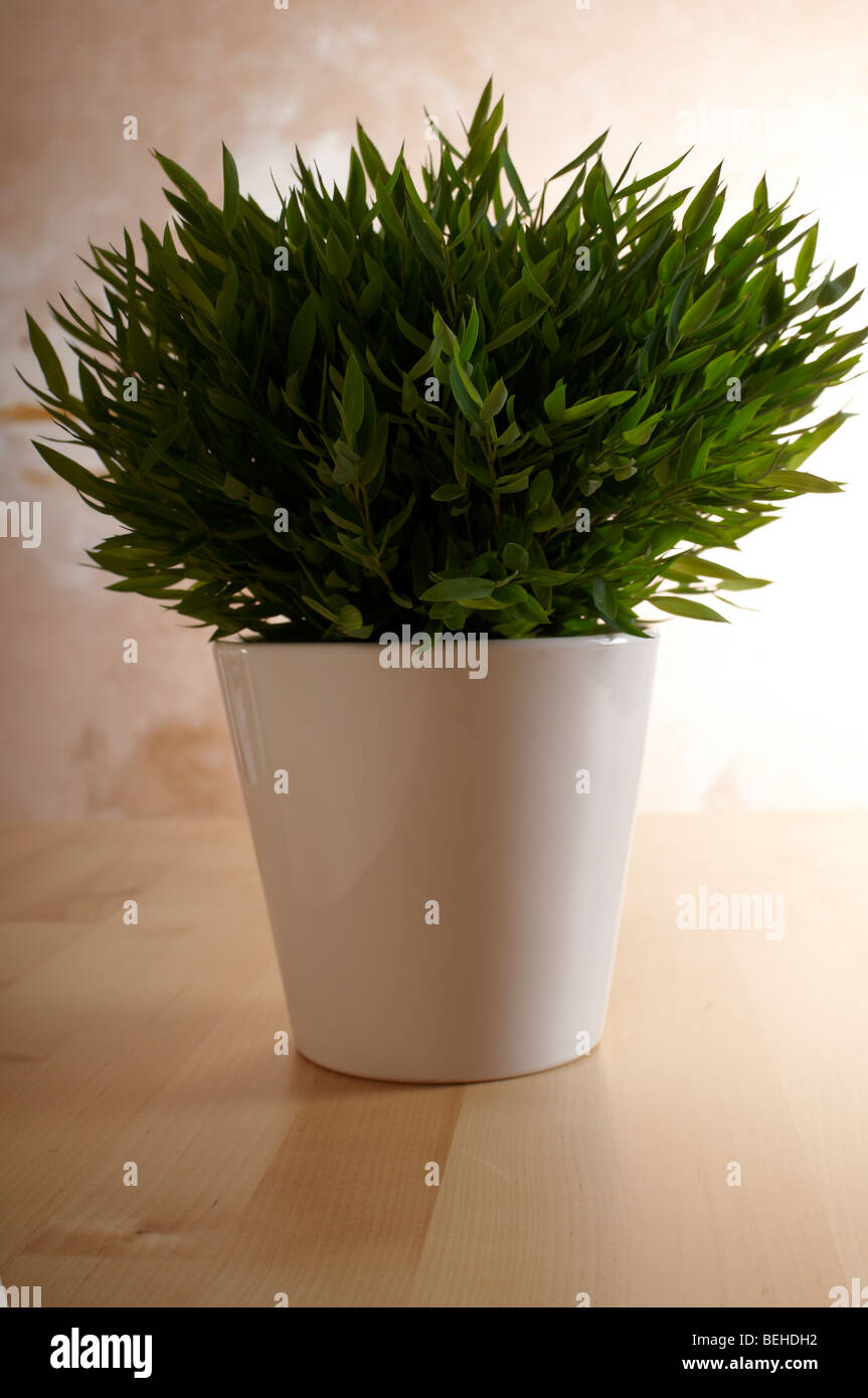 Potted bamboo plants hi-res stock photography and images - Alamy