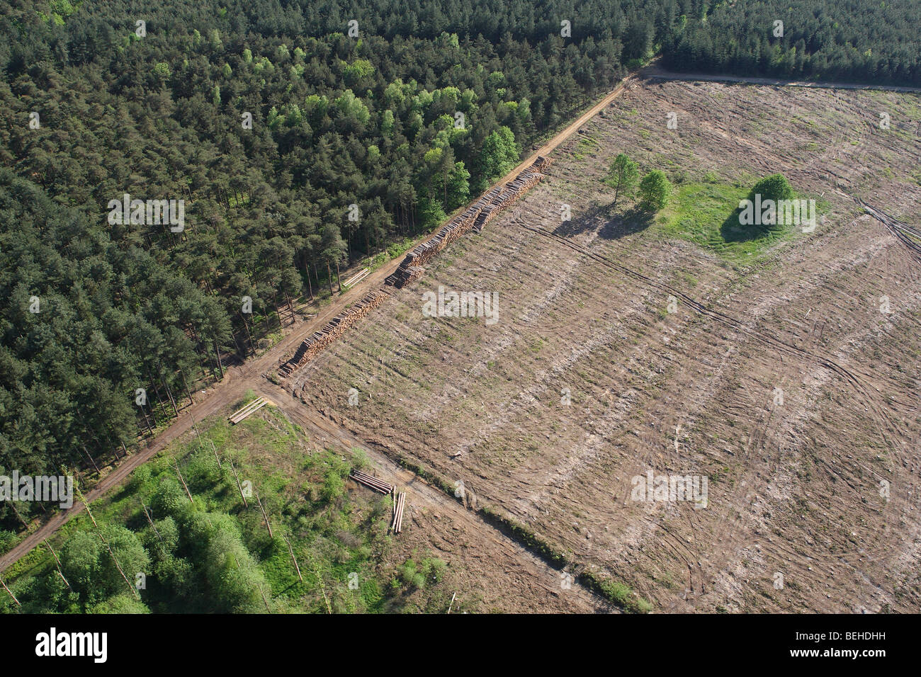 Deforestation of pine forest, forest transformation and development of ...