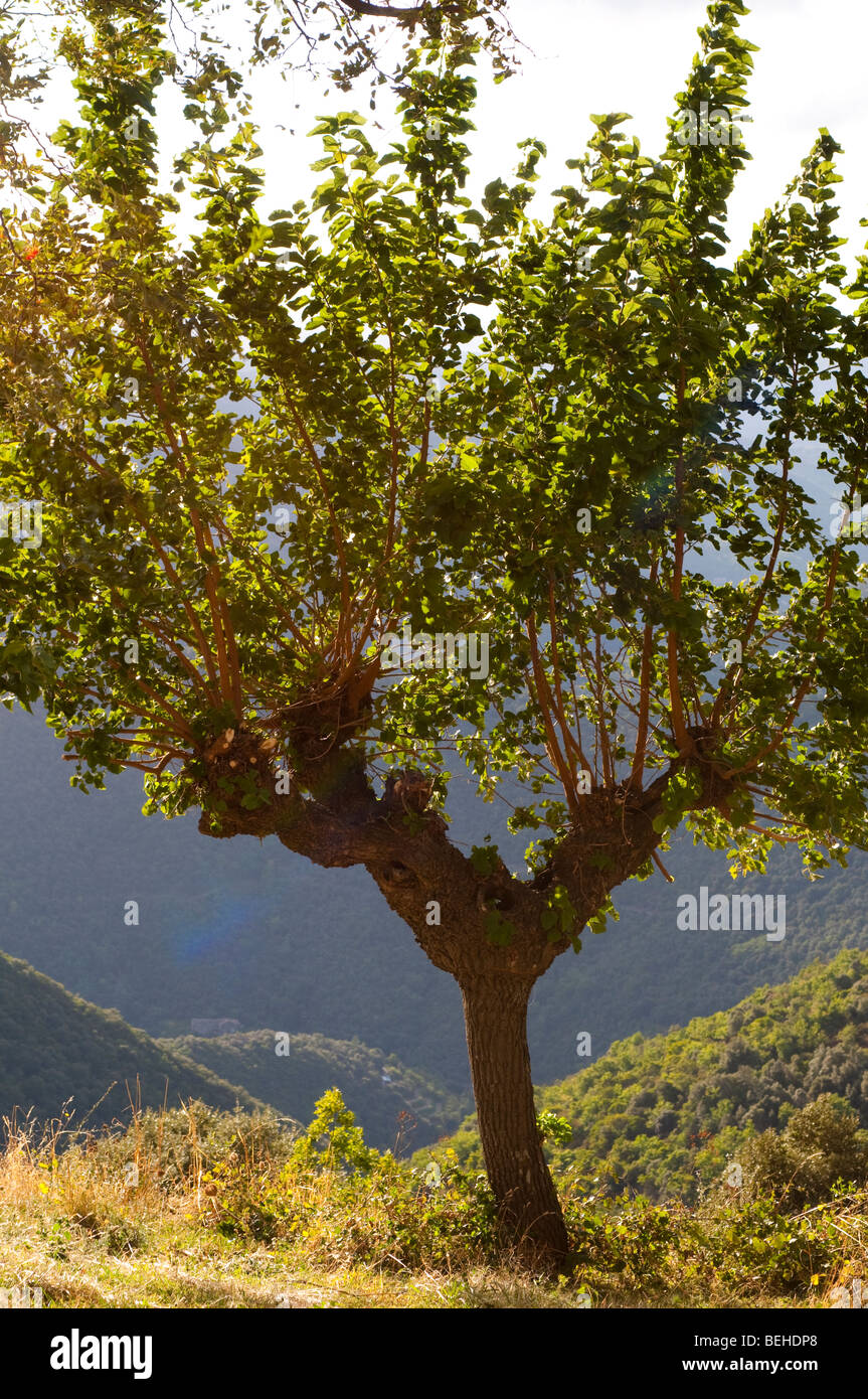 Cevennes mountains, France, The hamlet of le Castanet near Le Vigan ...