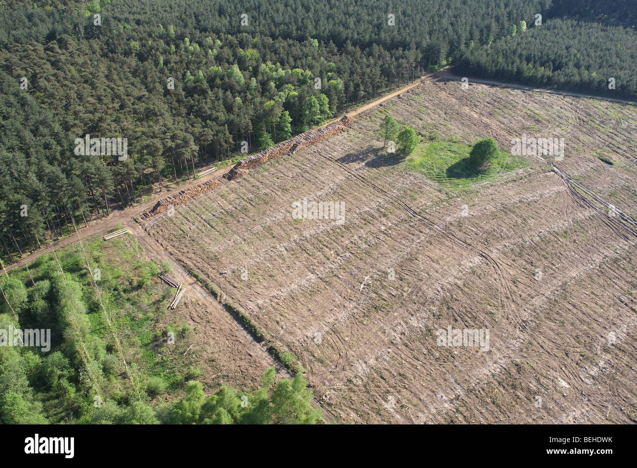 Deforestation of pine forest, forest transformation and development of ...