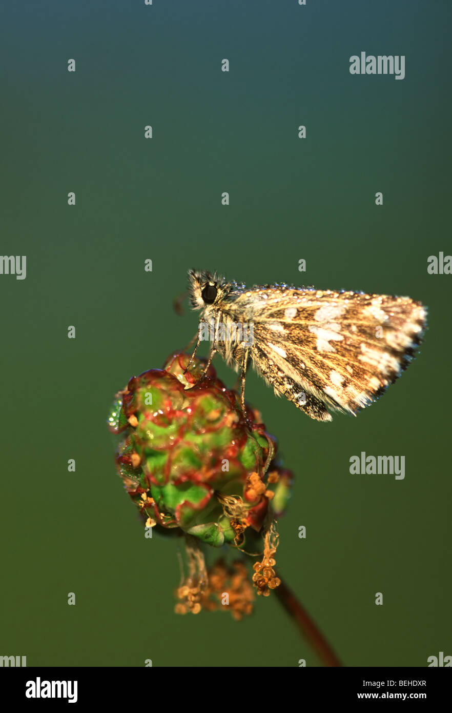 Grizzled skipper (Pyrgus malvae), Belgium Stock Photo - Alamy