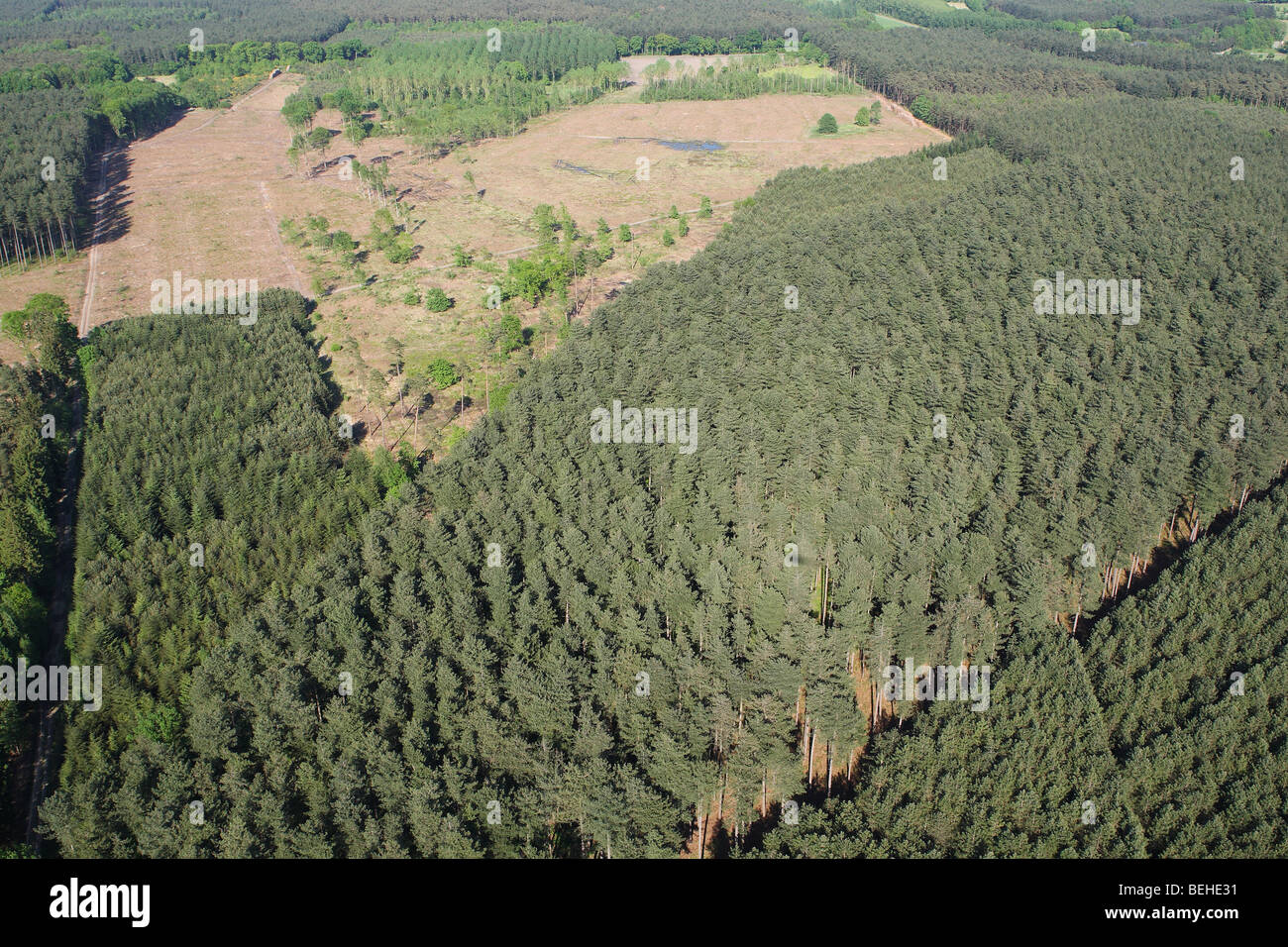 Deforestation of pine forest, forest transformation and development of ...