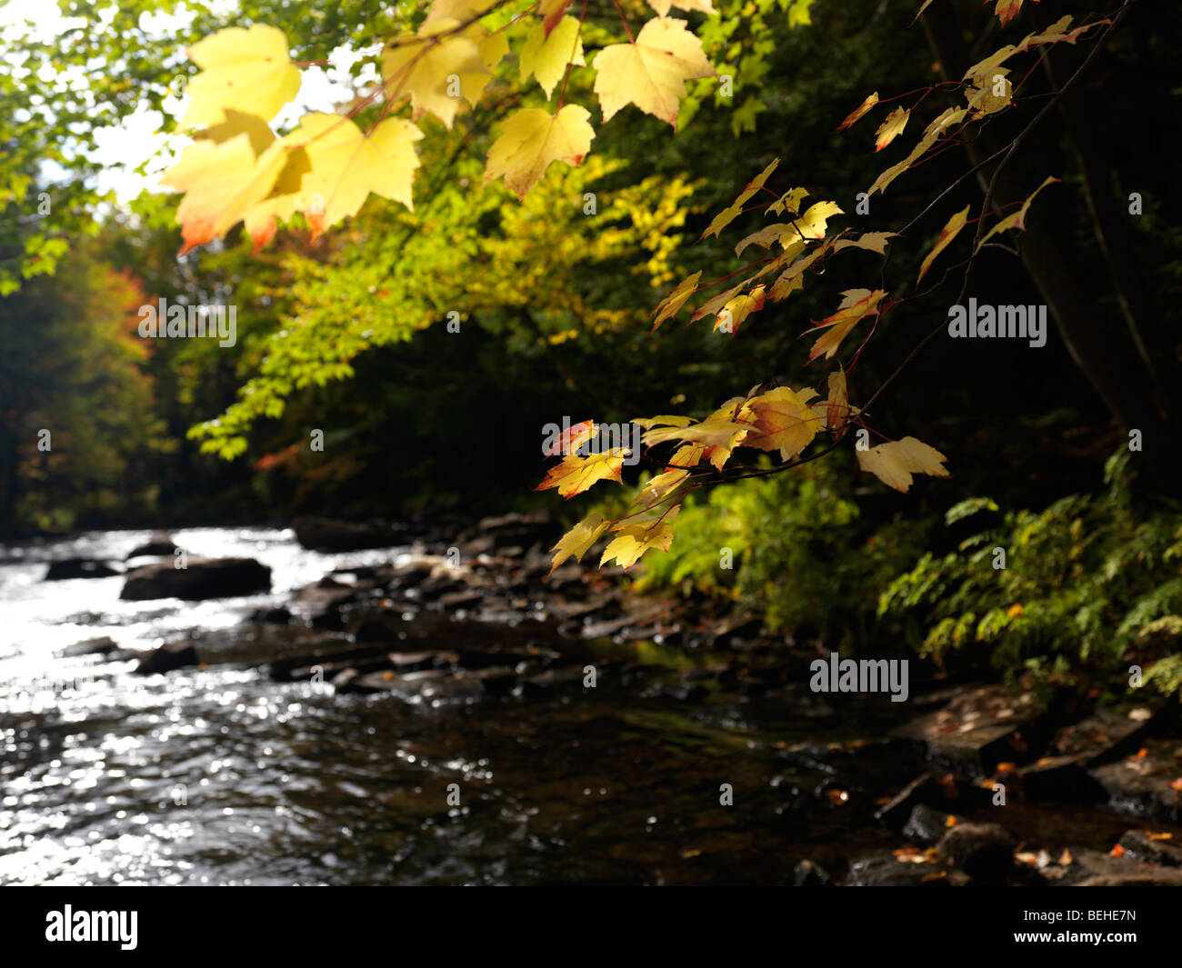 Oxtongue river. Beautiful fall nature scenery. Algonquin, Muskoka ...