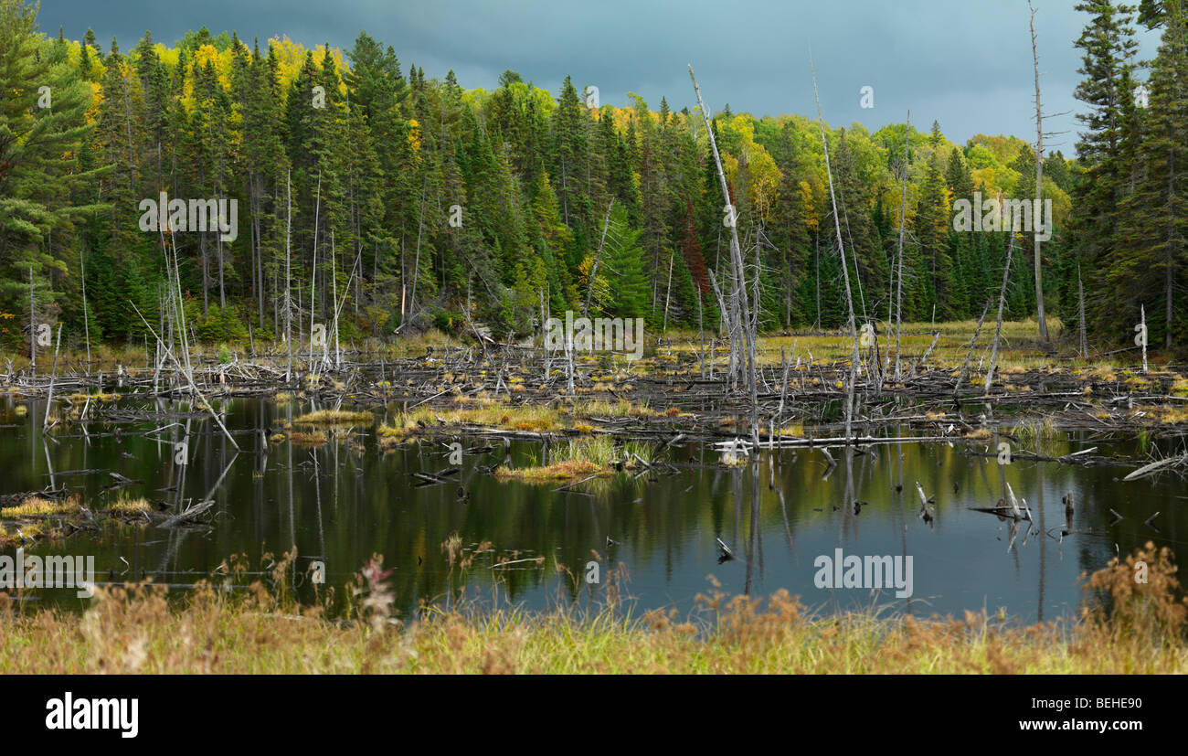 Drowned trees with fall nature scenery in the background. Algonquin ...