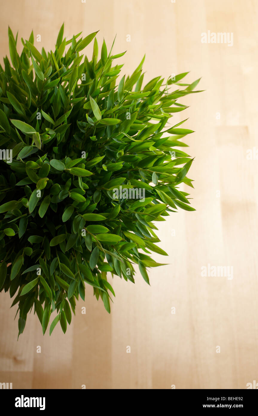 Lucky bamboo plant symbol hi-res stock photography and images - Alamy