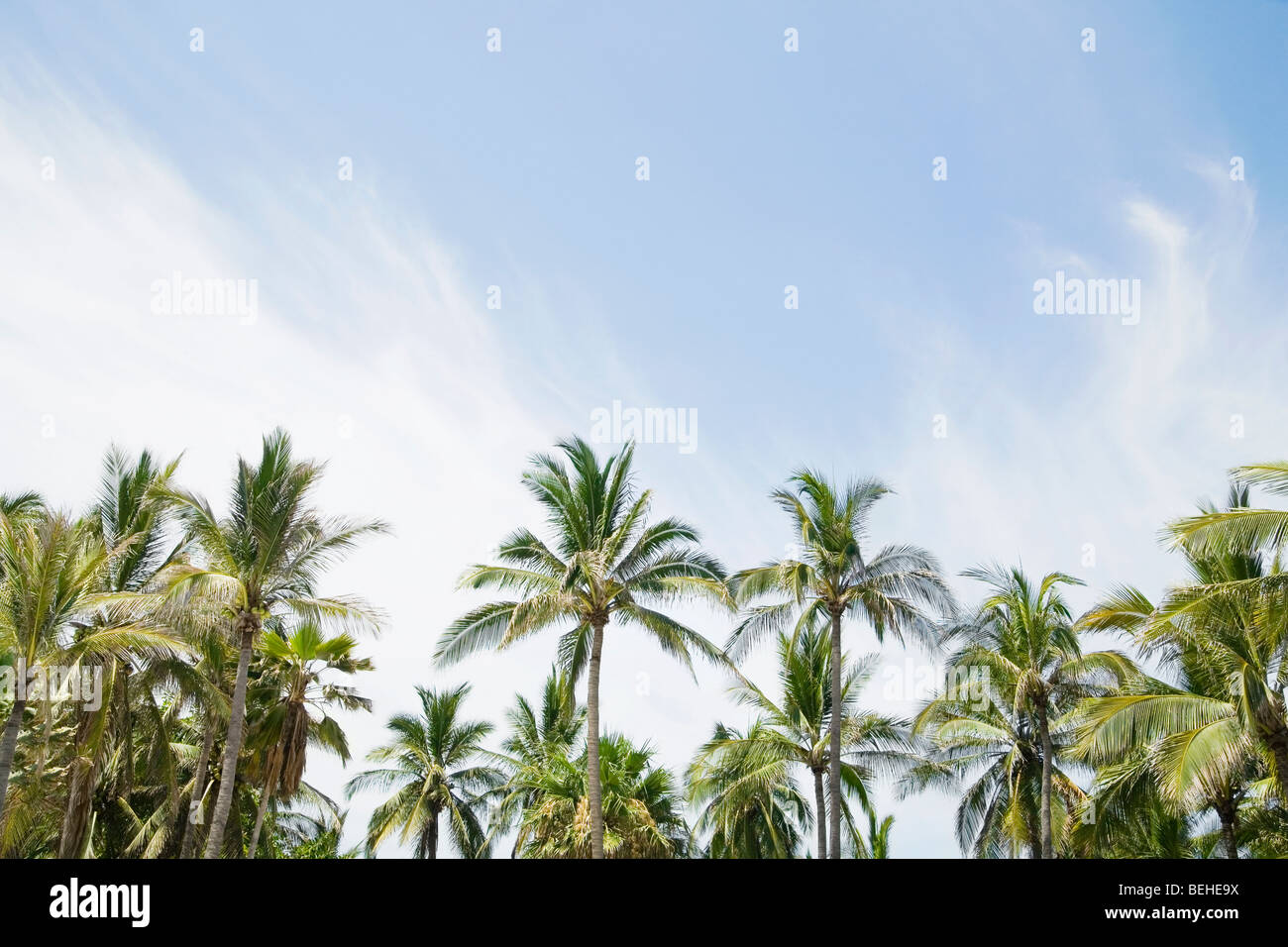 Beauty palm trees in hi-res stock photography and images - Alamy