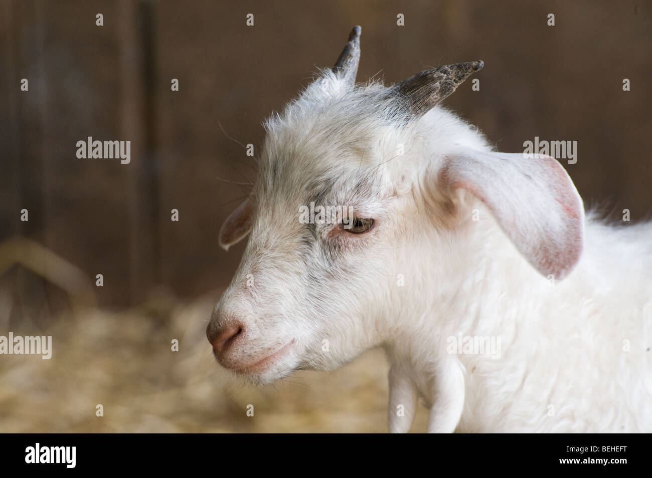 Close up of a small white goat at a childrens farm park Stock Photo - Alamy