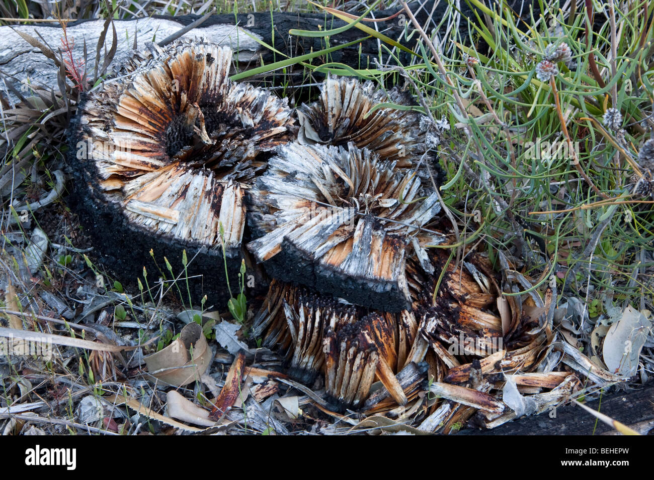 Balga hi-res stock photography and images - Alamy