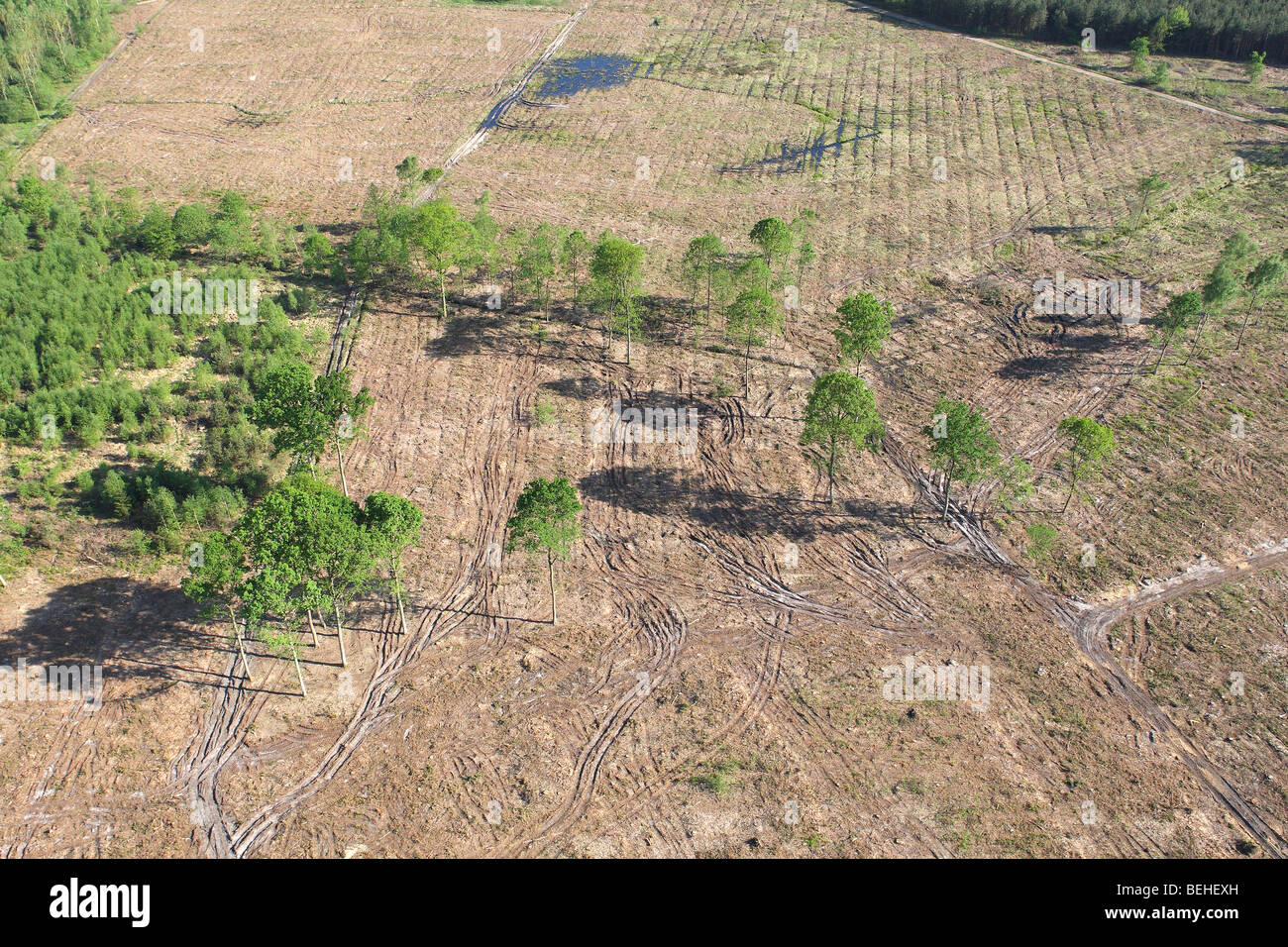 Deforestation of pine forest, forest transformation and development of ...