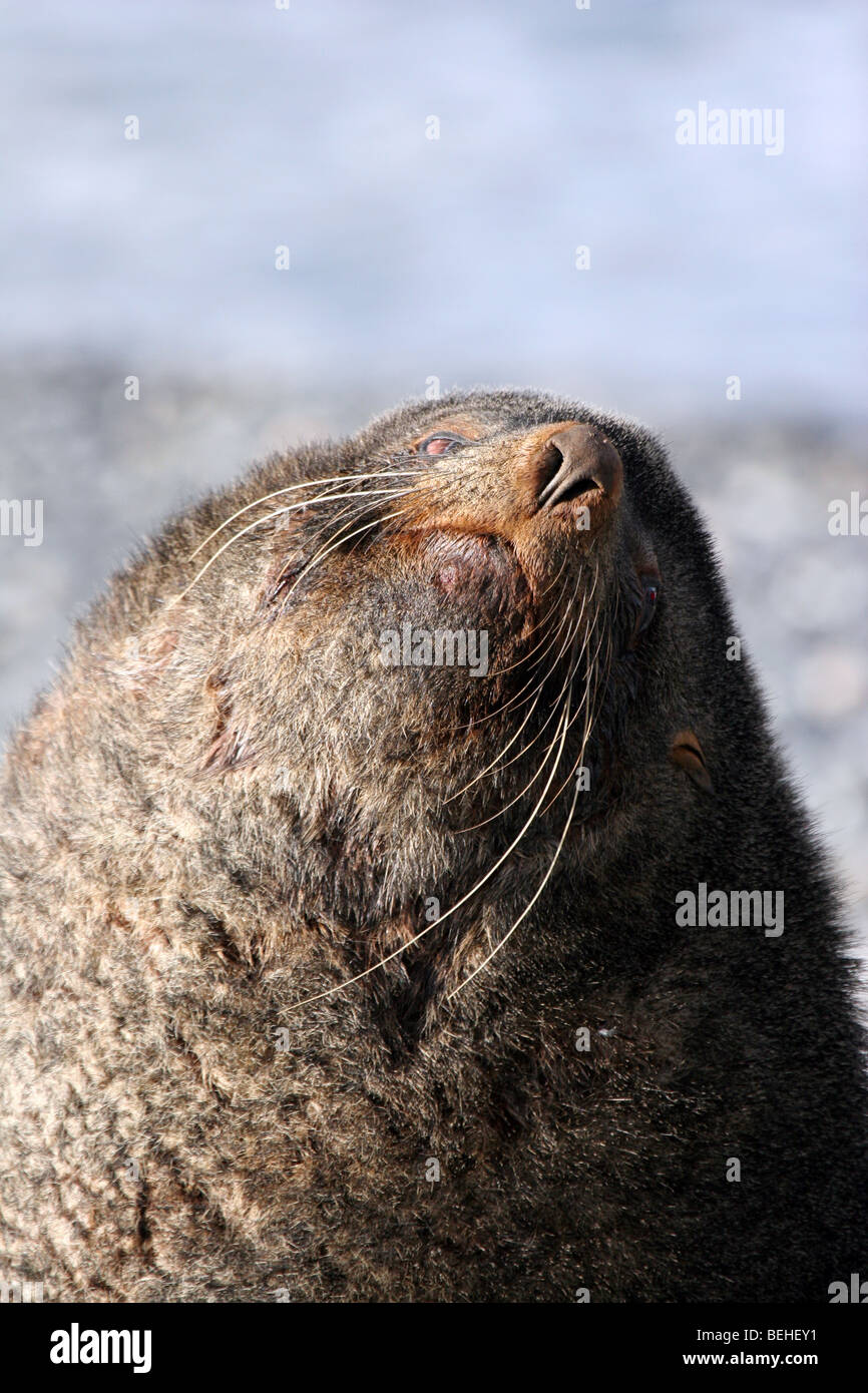 Bull antarctic fur seals hi-res stock photography and images - Alamy