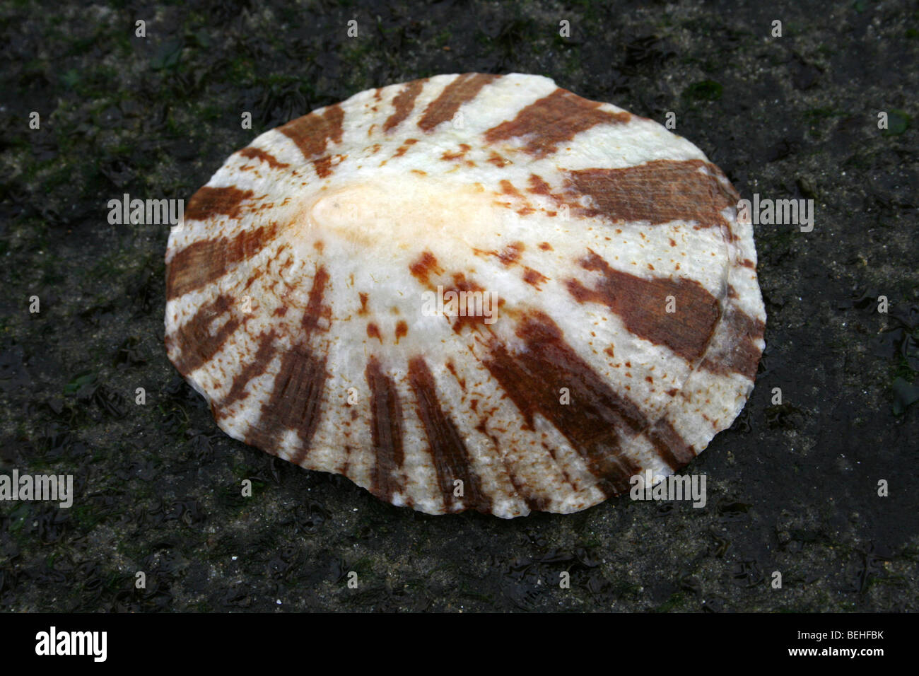 Fissurella maxima hi-res stock photography and images - Alamy
