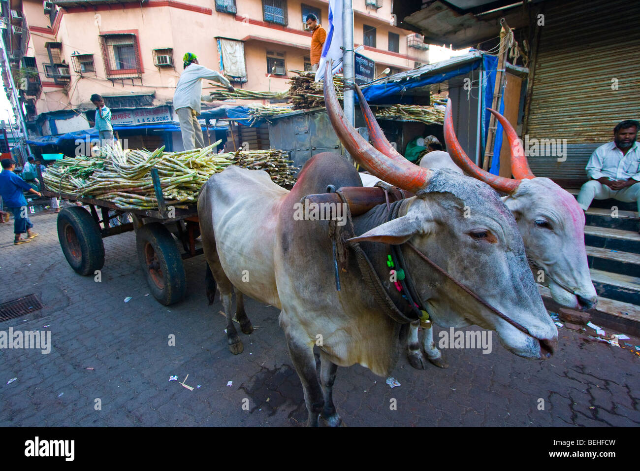Bull cart hauling sugarcane to Crawford Market in Mumbai India Stock ...