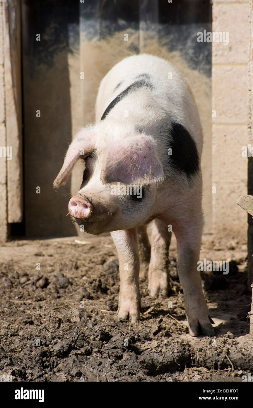 Pig stys hi-res stock photography and images - Alamy