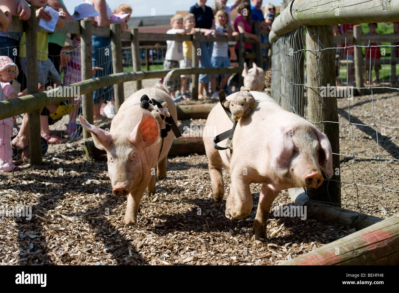 Pigs jumping over obstacles during a race at a farm park in England ...