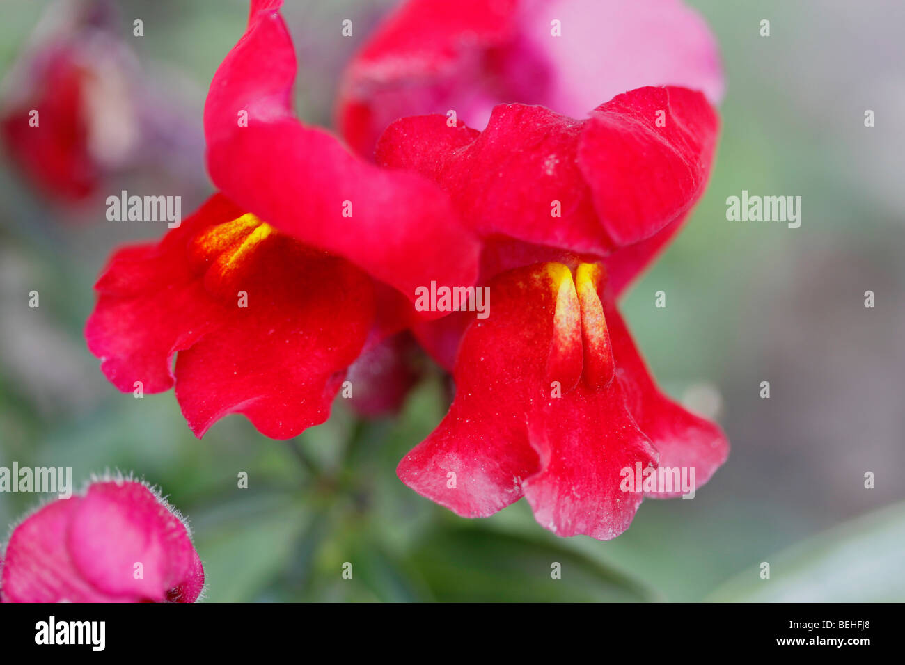 Red Snapdragon flowers Antirrhinum Stock Photo - Alamy
