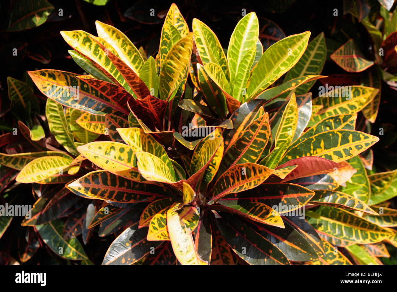 Codiaeum variegatum pictum hi-res stock photography and images - Alamy