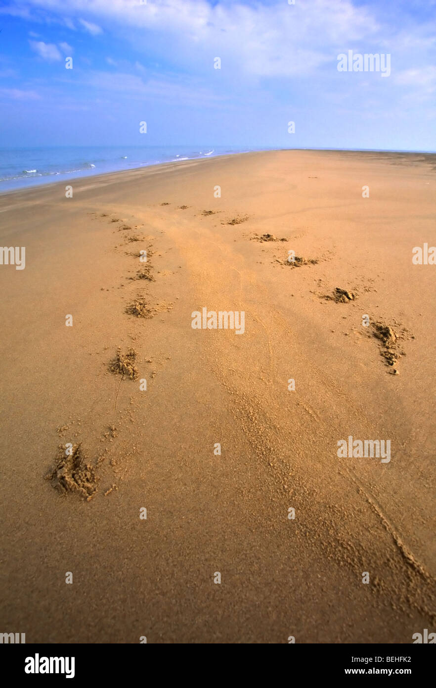Seal prints hi-res stock photography and images - Alamy