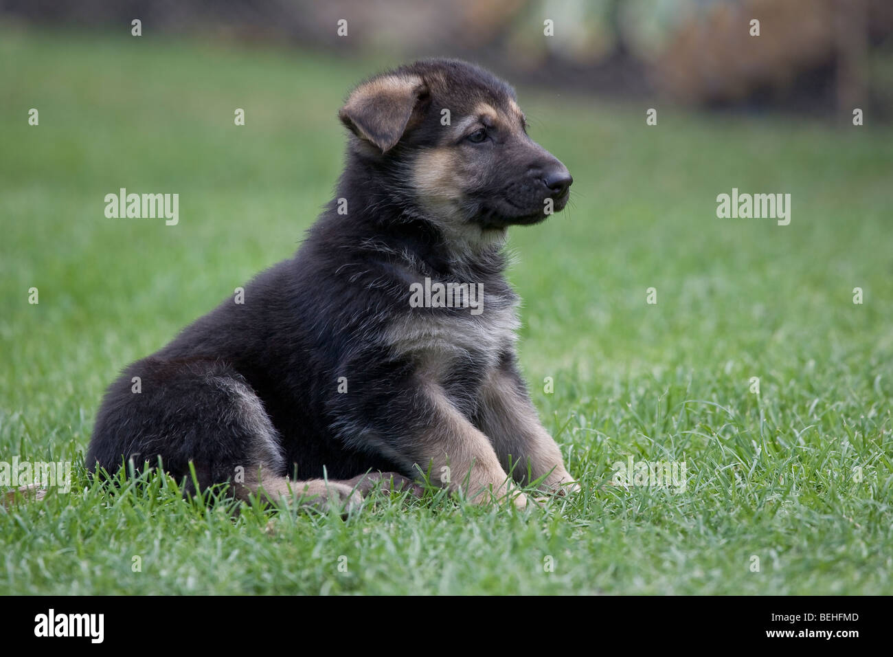 Alsation puppy hi-res stock photography and images - Alamy