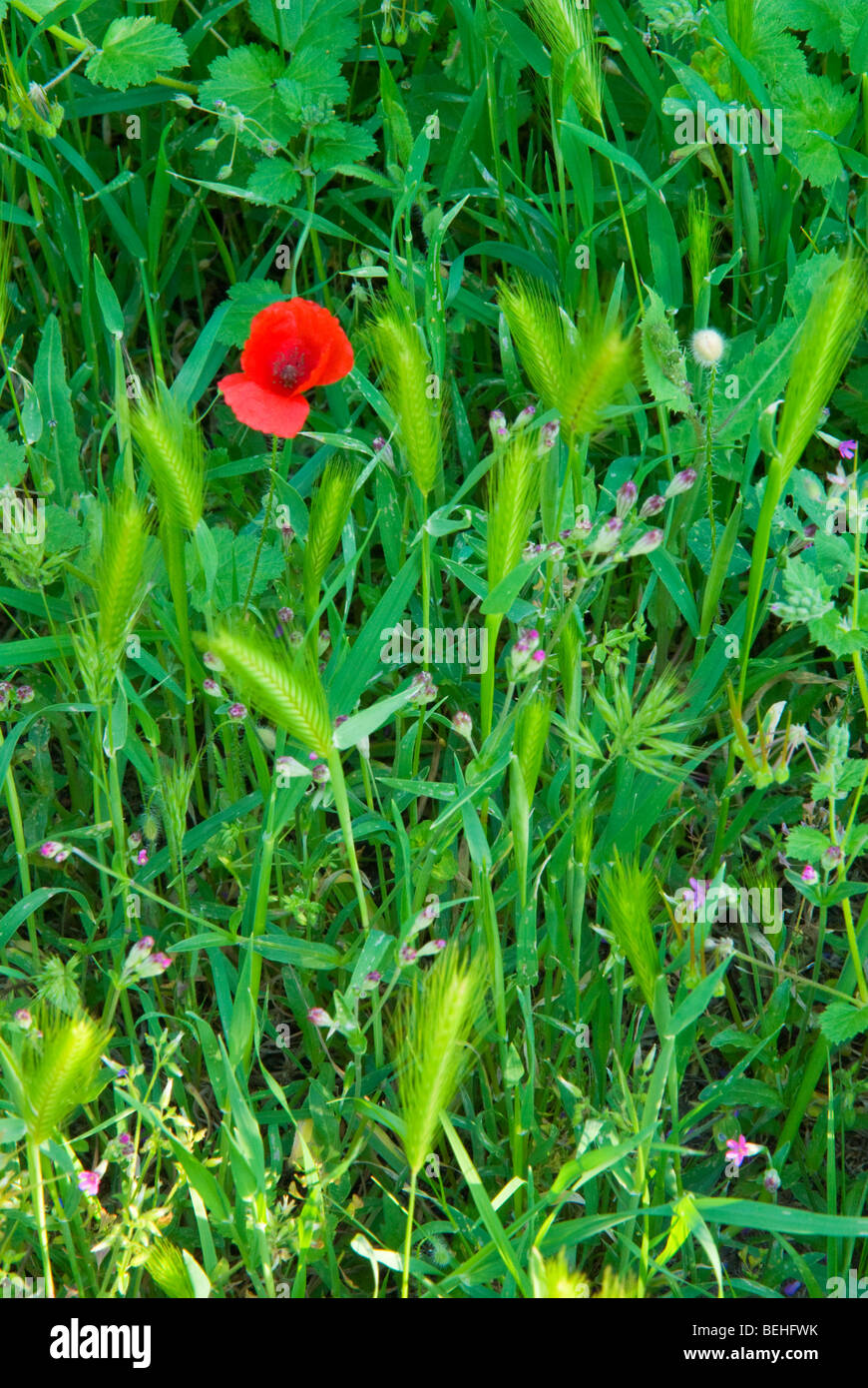 Vertical Images of a Spanish Poppy surrounded by wild grasses Stock ...
