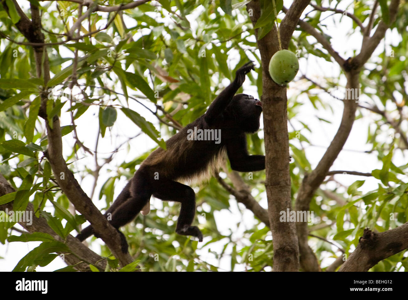Mono congo hi-res stock photography and images - Alamy