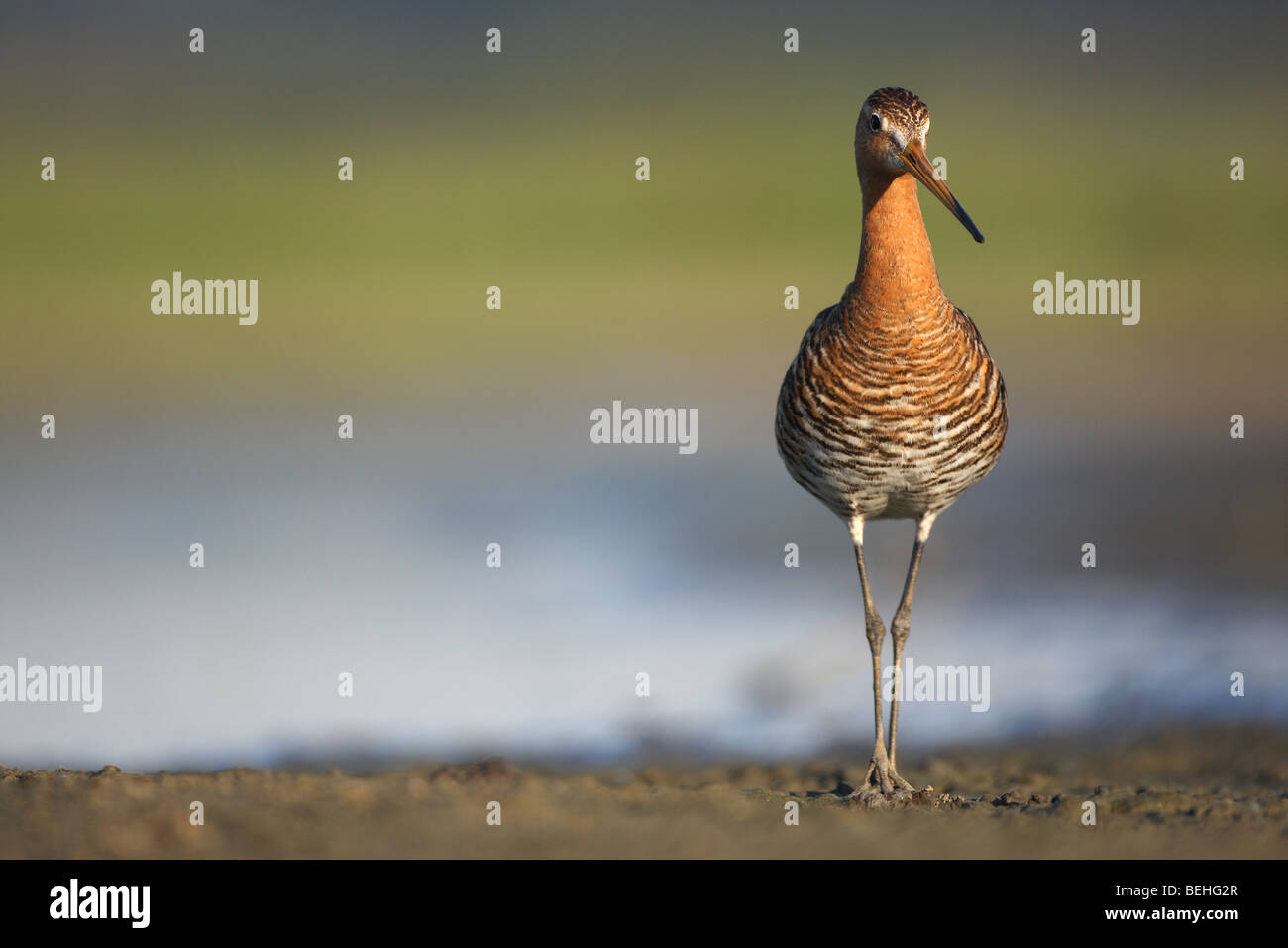 Black tailed godwit limosa limosa on hi-res stock photography and ...
