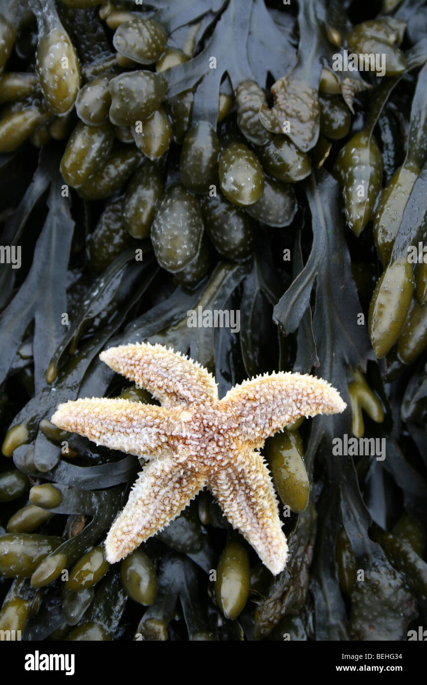 Common starfish hi-res stock photography and images - Alamy