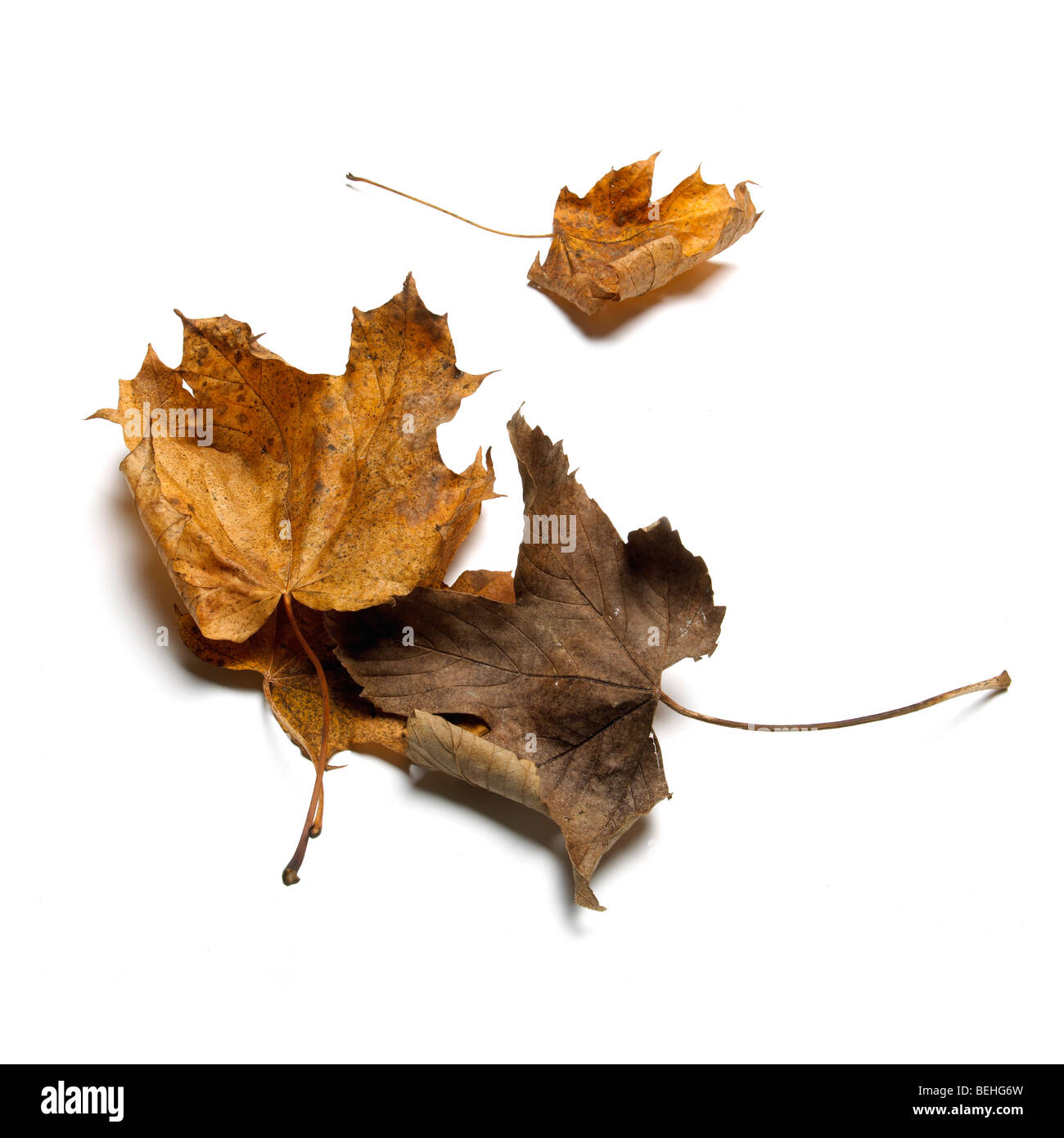 Autumn deciduous trees Cut Out Stock Images & Pictures - Alamy