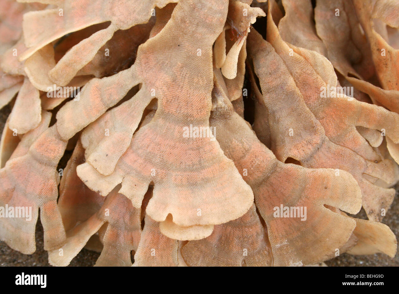 Fronds Of Hornwrack Flustra foliacea, A Bryozoan or Sea Mat At New ...