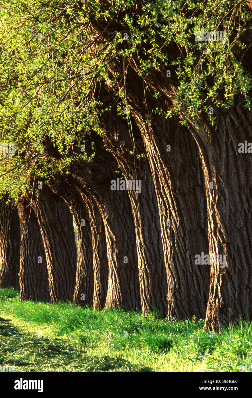 Row of willow trees salix sp hi-res stock photography and images - Alamy