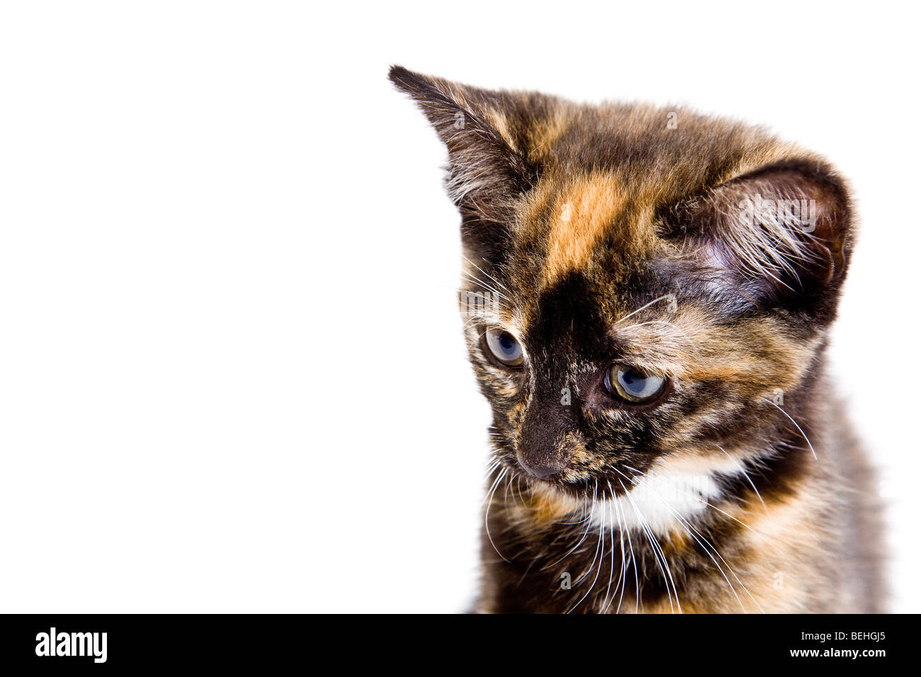 Cute Tortoiseshell kitten in studio Stock Photo - Alamy