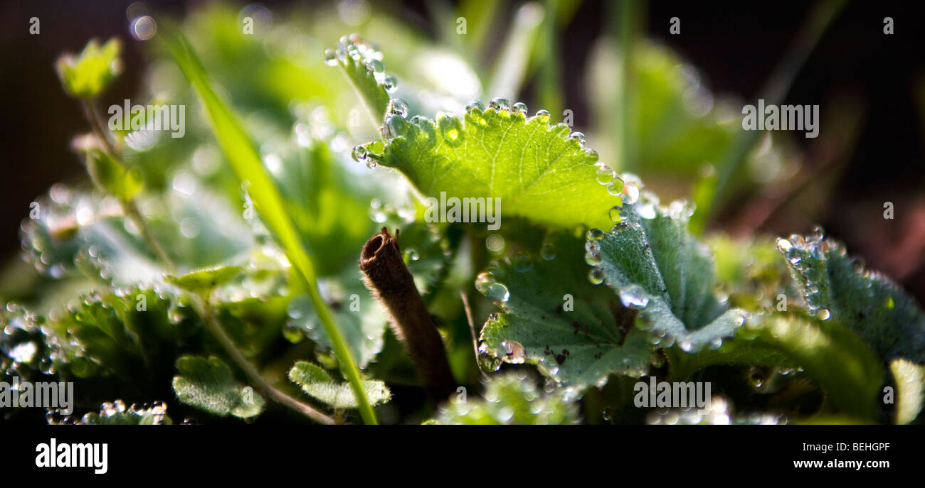 Early morning dew Stock Photo - Alamy