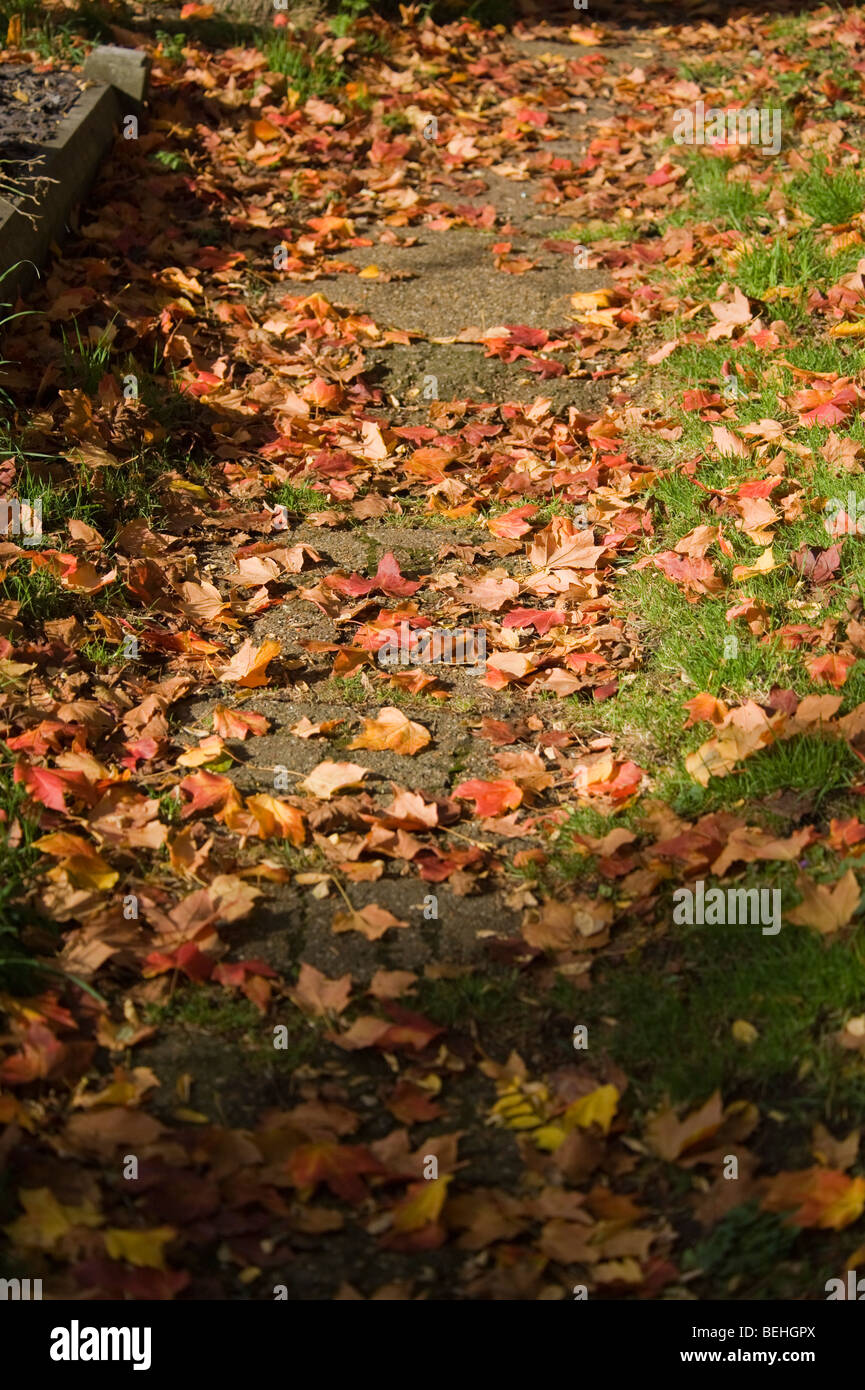 Leaves on path hi-res stock photography and images - Alamy