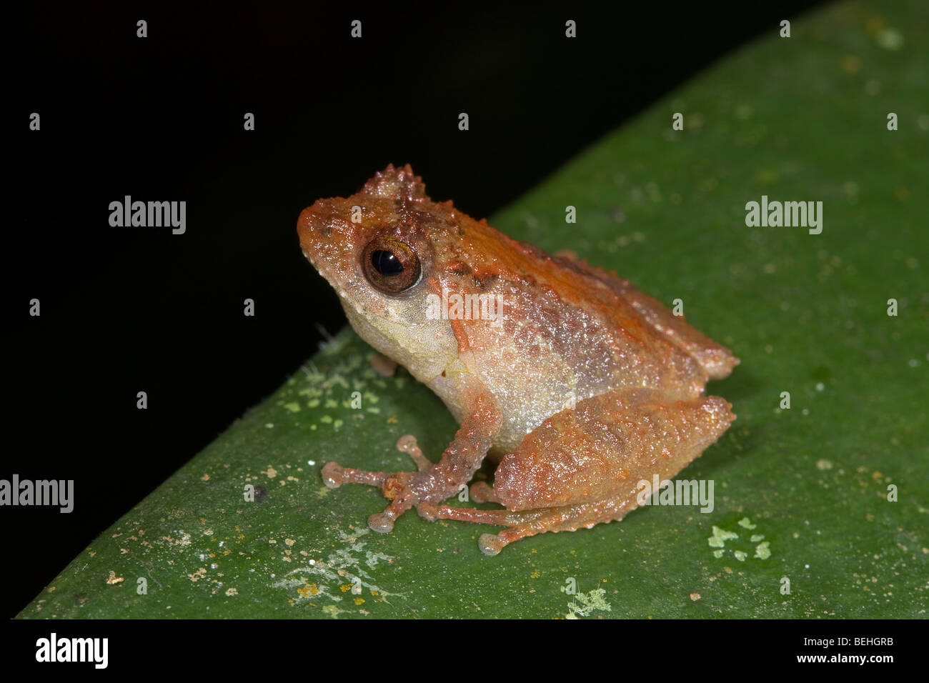 Bush frogs hi-res stock photography and images - Alamy